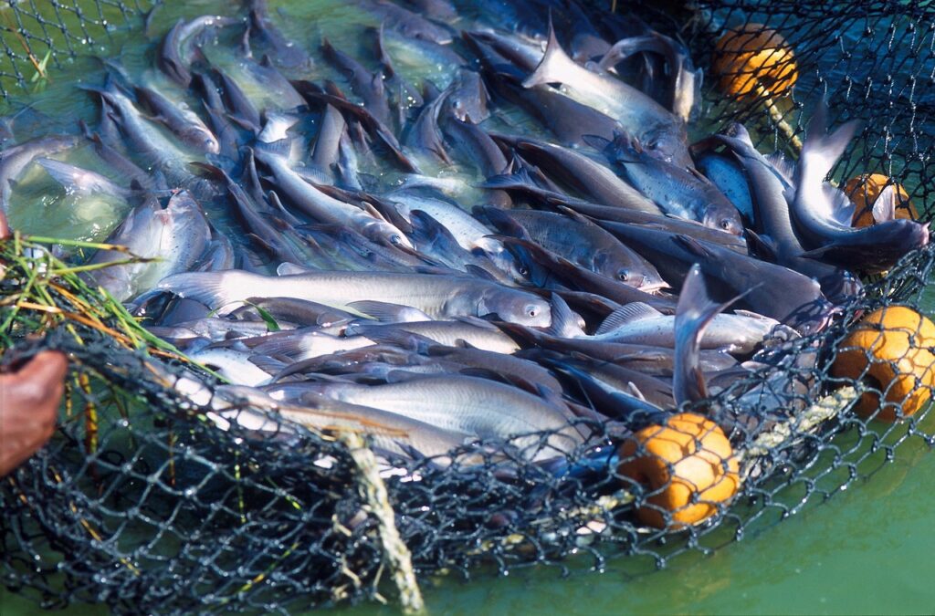 Profitable Catfish Farming -2 Secrets For Success - Kabaia Foods Inc