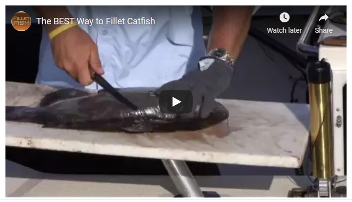 How to Fillet a Catfish? The #1 Best Way to Fillet a Catfish - Kabaia ...